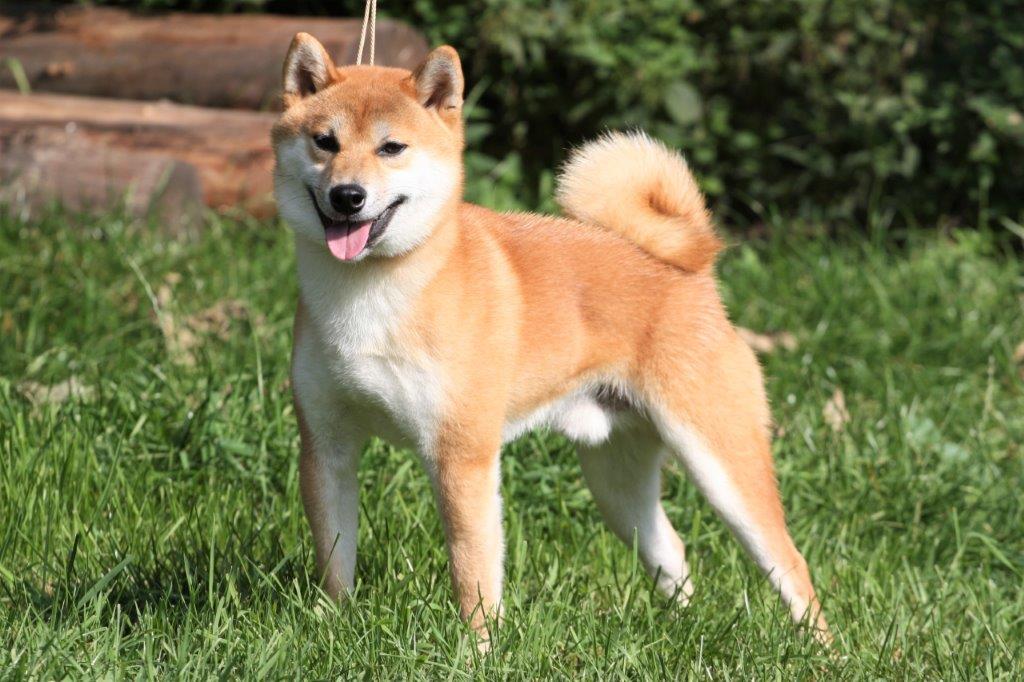 SHIBA KLUB ČR, z. s. | shiba-klub.cz
